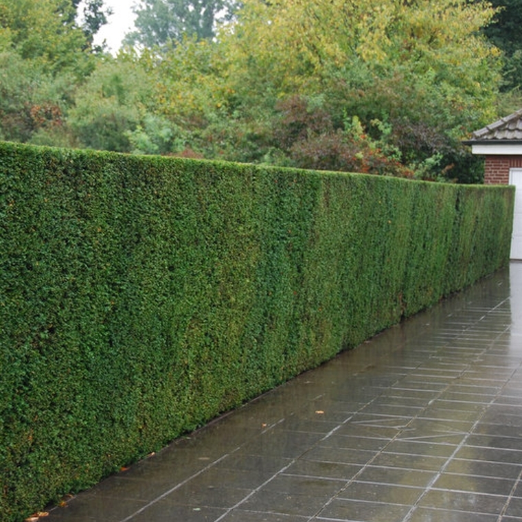 Coniferen - tuinomheining-hekwerk - tuin - WONEN.nl